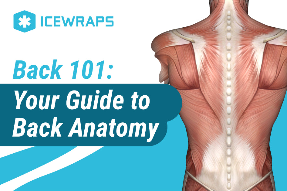 Back 101: Your Guide to Back Anatomy - IceWraps