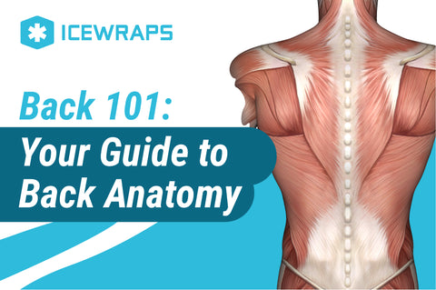 Back 101: Your Guide to Back Anatomy - IceWraps